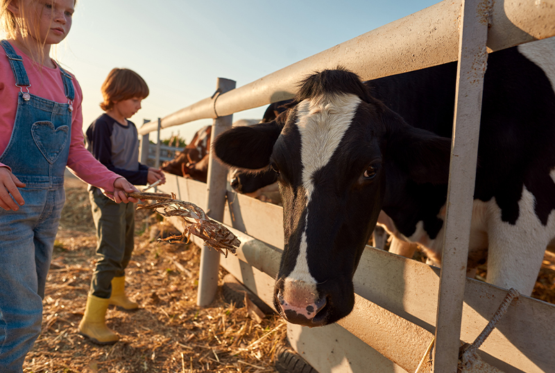 WIX Filters FFA Box Top Program